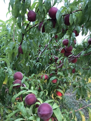 Snow white peach vertical RSZ | Mackintosh Fruit Farm
