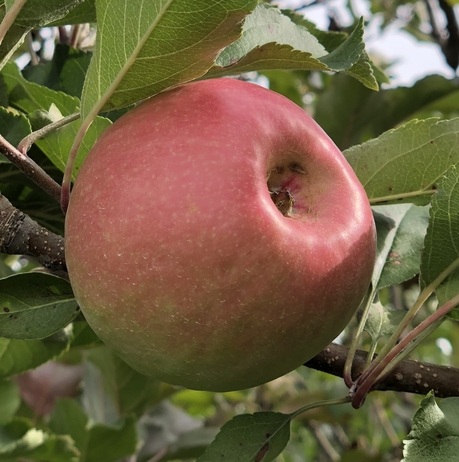 2023 Season | Mackintosh Fruit Farm